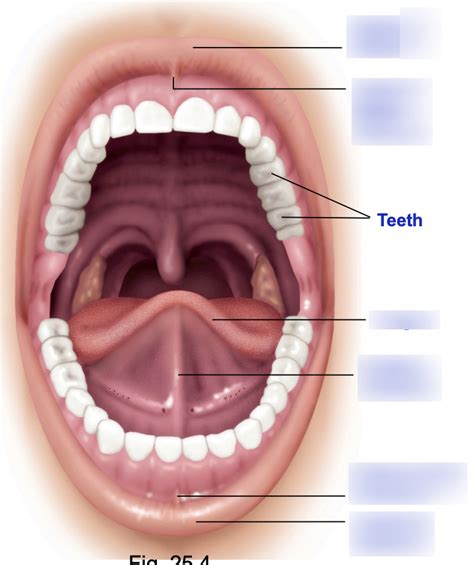 Oral Cavity Diagram Quizlet