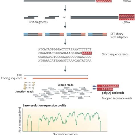 A Typical RNAseq Experiment Wang Et Al Download Scientific Diagram