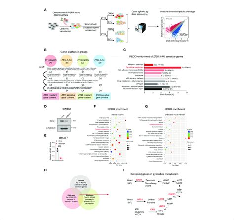Genome Wide CRISPR Screening Reveals The Pyrimidine Metabolic Pathway