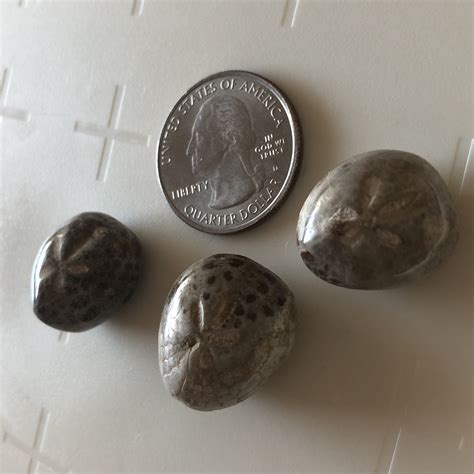 Fossilized Sea Urchin Etsy
