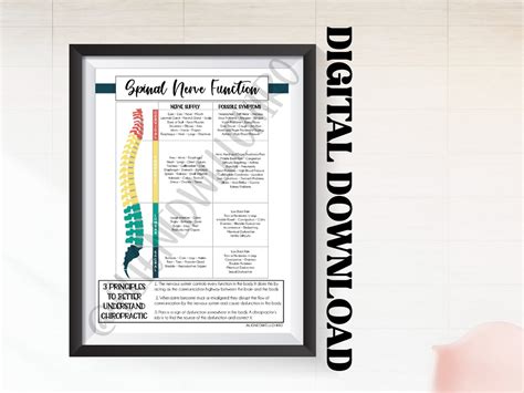 Spinal Nerve Chart Digital Download Chiropractic Nerve Chart Etsy