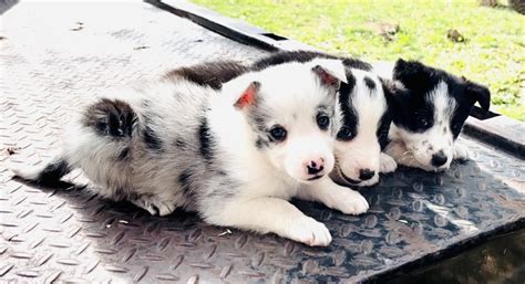 Abca Blue Merle Female And Black White Male