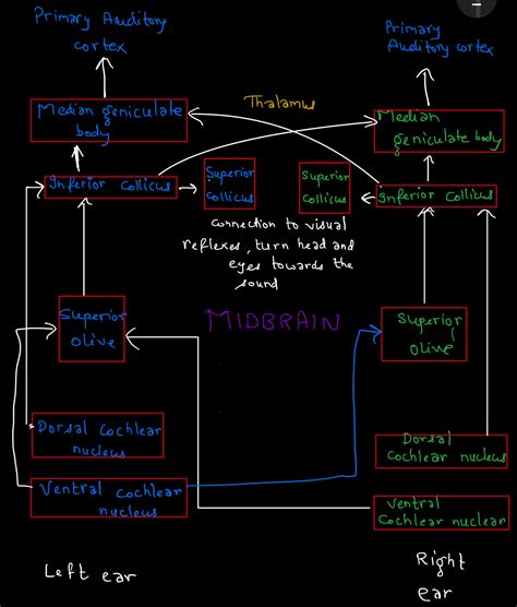 Auditory Reflex Pathway