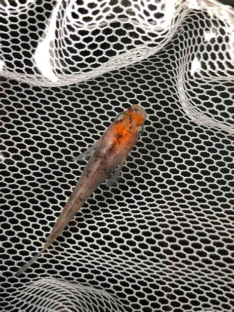 朱赤三色透明鱗メダカは、2018年も三色模様にならず ひろしゃんのメダカブログメダカの果てまでイッテq