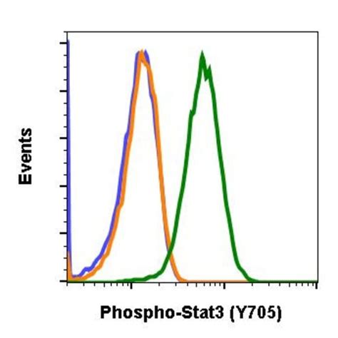 Phospho Stat3 Tyr705 Recombinant Rabbit Monoclonal Antibody