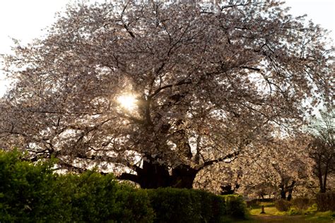 桜の木から見える夕日 無料の高画質フリー写真素材 イメージズラボ