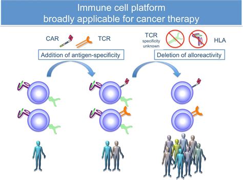 Cancer Immunotherapy Using Genetically Modified Immune Cells Exploratory Oncology Research And