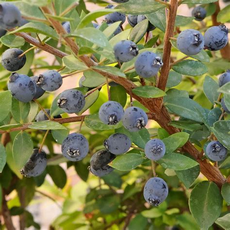Myrtle Myrtus Communis