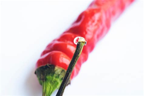 흰색 배경에 물 방울과 붉은 고추 신선한 야채 건강한 음식 0명에 대한 스톡 사진 및 기타 이미지 0명 가루로 빻은