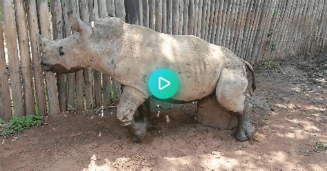 Just A Rhino Having A Scratch Album On Imgur