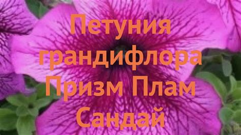 Петуния грандифлора Призм Плам Сандай 🌿 обзор: как сажать, семена ...