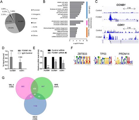 Genome Wide Analysis Of Foxm1 Binding In Hescs A Genomic
