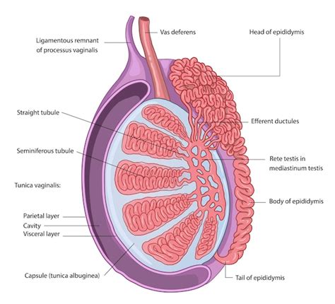 Diagramatic Illustration Of The Testis Epididymis And Testis