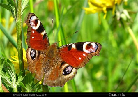 Paon Du Jour Inachis Io Papillon De La Famille Des Nymphalidae