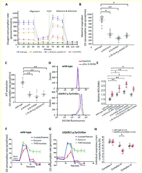 Variants Of Uqcrc1 Alter Mitochondrial Respiratory Chain Function Of Download Scientific