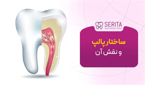 پالپ دندان چیست و چه نقشی در ساختار دندان دارد؟