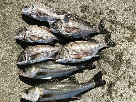 【チヌ】エビ撒き釣りの基本的なコツ！初心者入門！基本のやり方をここで覚えよう！【ハネ】 ツリタノ！