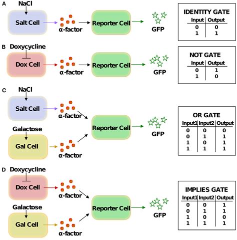 Logic Gates And Synthetic Biology At Ronald Alvarez Blog