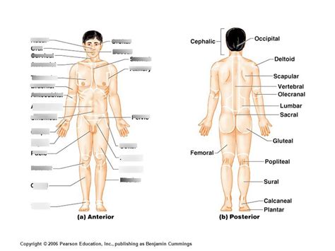 Anatomy Diagram Quizlet