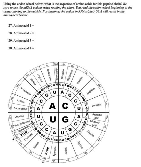 Using The Codon Wheel Below What Is The Sequence Of