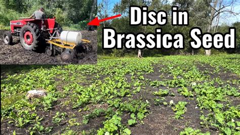 Brassica Food Plot Seed At Alyssa Dalziel Blog