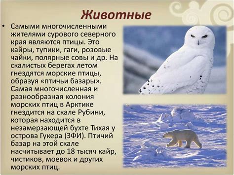 Арктическая пустыня презентация онлайн