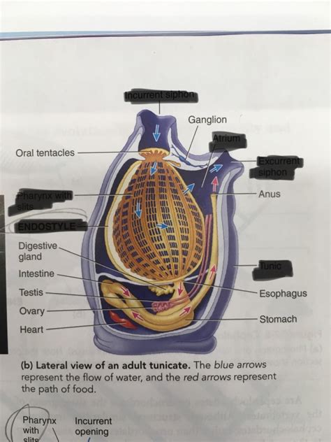 Bi 212 Lecture Ch 32 Tunicate Sea Squirt Anatomy Diagram Quizlet