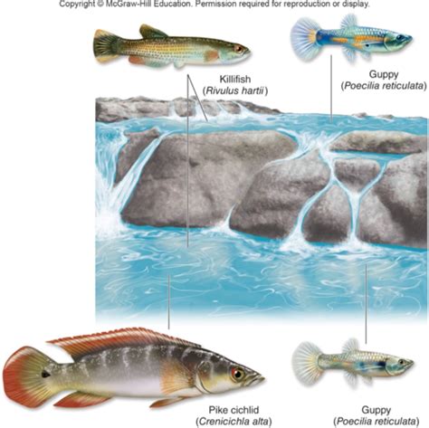 Powerpoint 27 Genes Within Populations Natural Selection And Selection On Phenotypic Traits