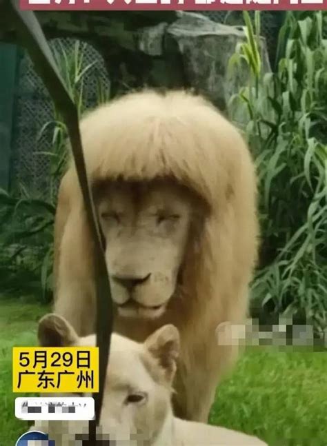 广州动物园的狮子剪了个齐刘海 知乎