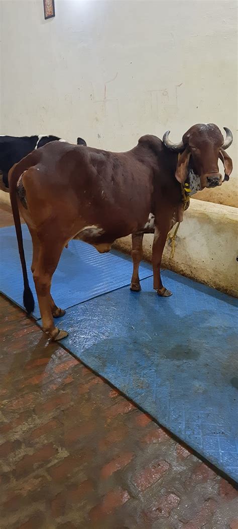 Pure Gir Cow Available For New Home Singla Dairy Farm