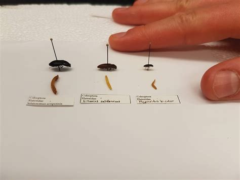 Seeking Options For Wireworm Control Alberta Farmer Express