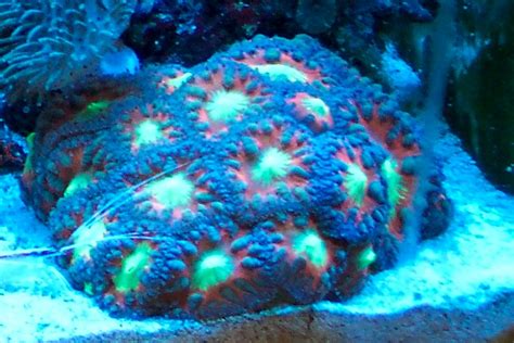 What My Blasto Used To Look Like Community Photos Nano Reef Community
