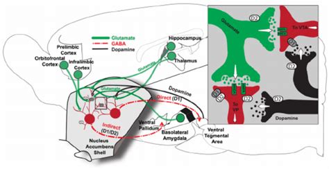 Mesocorticolimbic Circuits Impacted By Glutamate Dopamine Interactions