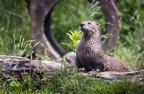 Gratis Afbeeldingen Wildlife Zoogdier Fauna Bakkebaarden