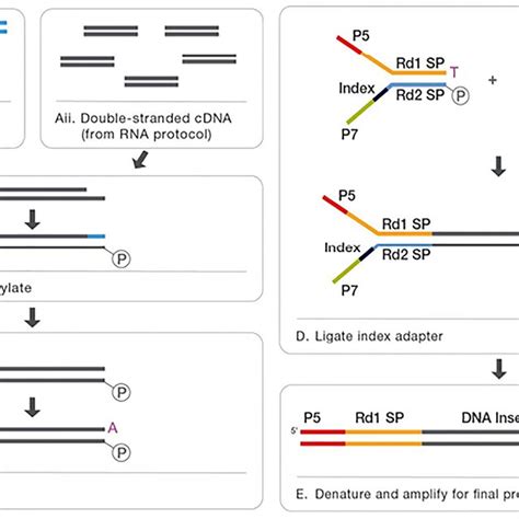 Library Construction And Exon Capture The Genomic Dna Was Randomly