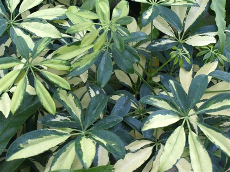 Variegated Schefflera Plant