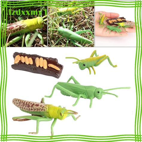 จําลอง Nature Grasshopper Growth ของเล่นความรู้ความเข้าใจก่อนวัยเรียน Themed Party Shopee