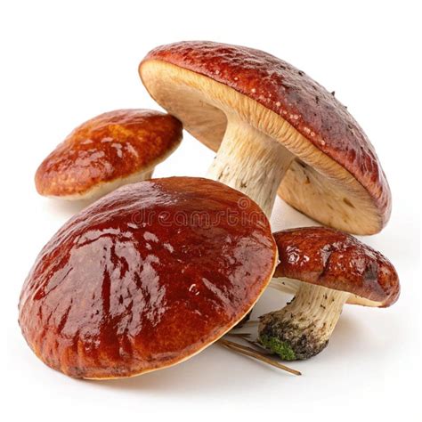 Ganoderma Lucidum Mushrooms Isolated On White Background Stock Illustration Illustration Of