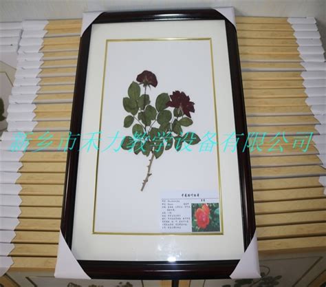 植物腊叶标本工艺品西安植物腊叶标本 新乡市禾力教学设备有限公司