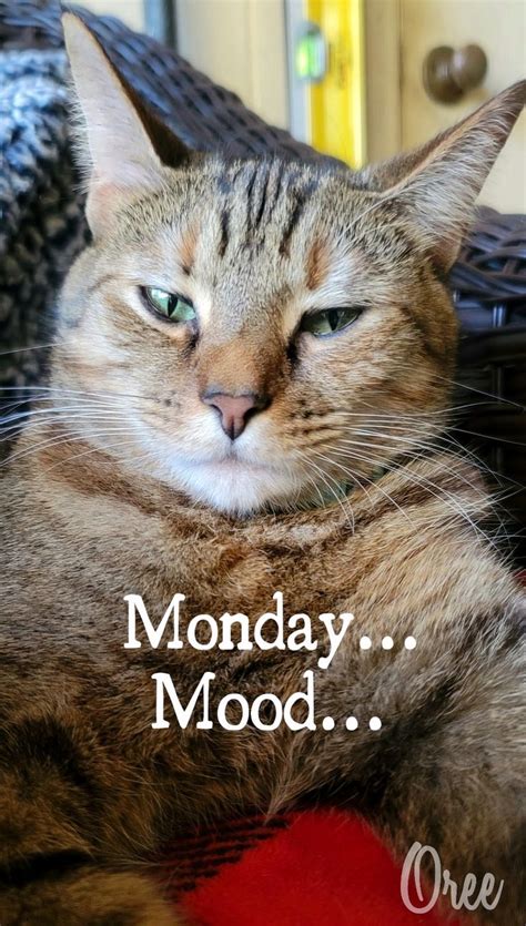 Good Morning Lolcat