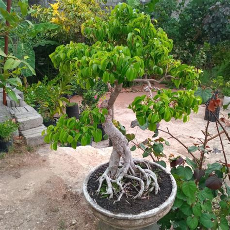 Jual Bonsai Beringin Ficus Benjamina Tua Puluhan Tahun Shopee Indonesia