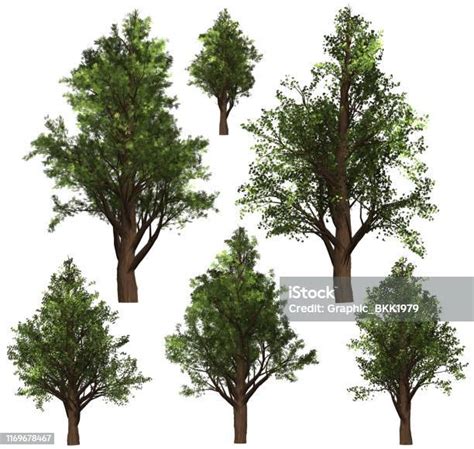 녹색 포레스트 트리 배경입니다 3d 일러스트레이션 흰색 배경이 분리됩니다 자연과 정원 디자인 0명에 대한 스톡 사진 및 기타