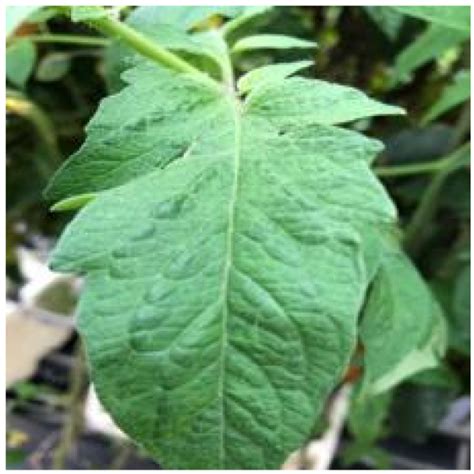 A Precise Image Based Tomato Leaf Disease Detection Approach Using