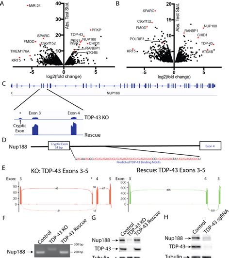 Identification Of A Cryptic Exon In Nup188 As A Tdp 43 Target A