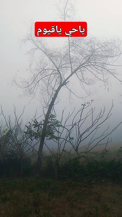 Ise Padhe Inshallah Kamyabi Milegi Nature Dua Wazifa Islamicprayer