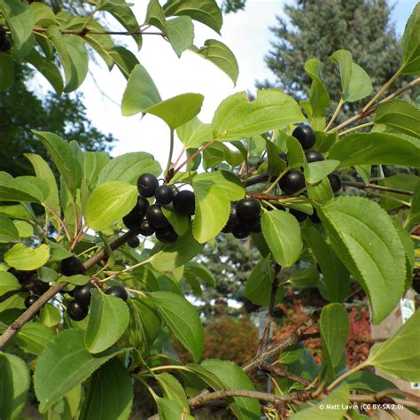 Rhamnus Cathartica Common Buckthorn 60 90cm Bunkers Hill Plant