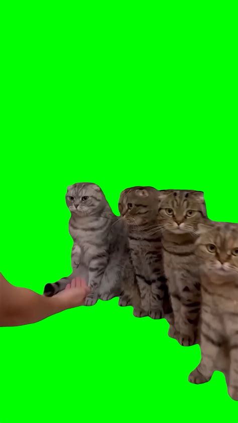 Cats Getting Handshakes Green Screen Creatorset