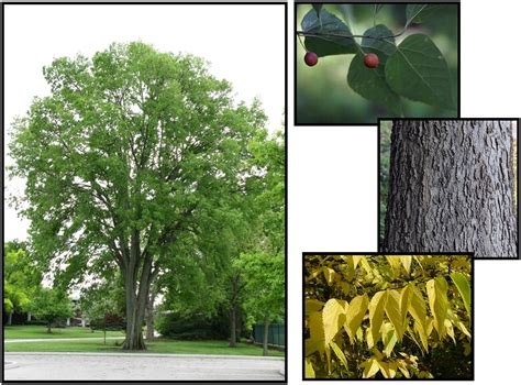 Common Hackberry Hinsdale Nurseries Welcome To Hinsdale Nurseries