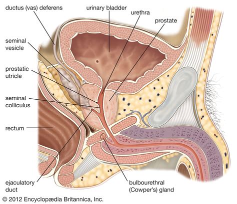 Urinary Bladder Urinary System Muscular Structure Urine Storage Britannica