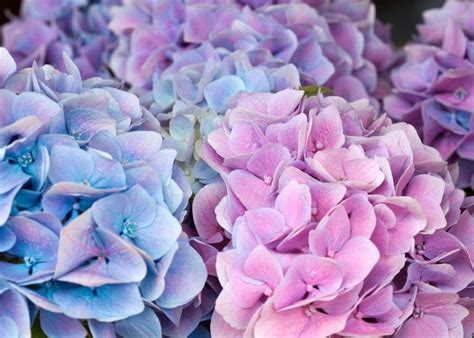 How To Prune A Hydrangea Rosies And Posies